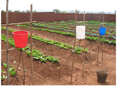 Drip Irrigation - Pepsi and Nica - Akvopedia